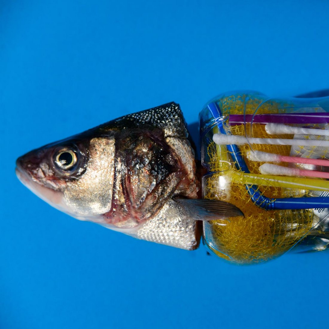 Microplastics in food: where, how much, how dangerous and how to avoid ...