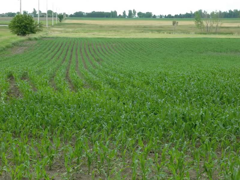 What increases crop yield and improves quality?